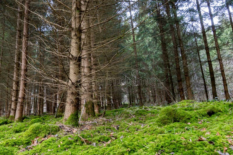 Forest with Green Moss Covering the Forest Floor Stock Photo - Image of ...