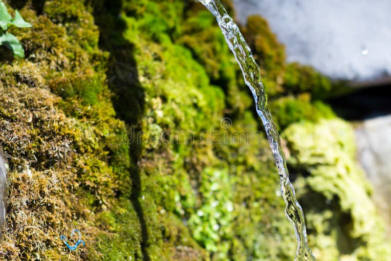 Forest Green Moss and Stream of Spring Water Stock Photo - Image of ...