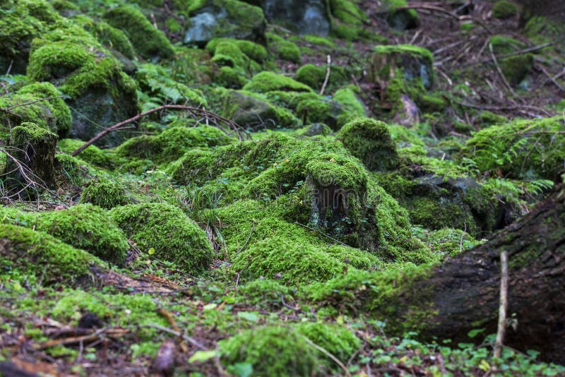 Forest Green Moss Vegetation Stock Image - Image of nature, growth ...