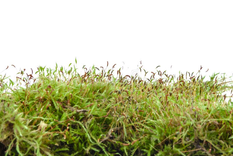 Forest, Green Moss on a White Background Stock Photo - Image of natural ...
