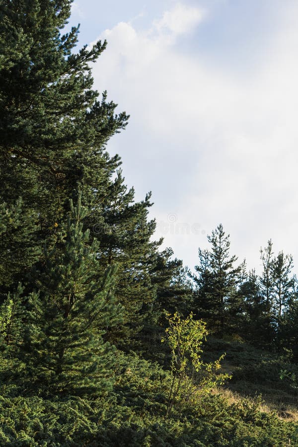Forest Green Pine Pine Trees Vertical Image and Sky Stock Photo - Image ...