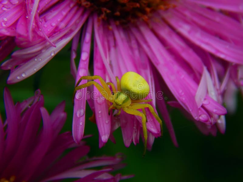 Forest Green Spider on Aster Flowers Stock Photo - Image of nature ...