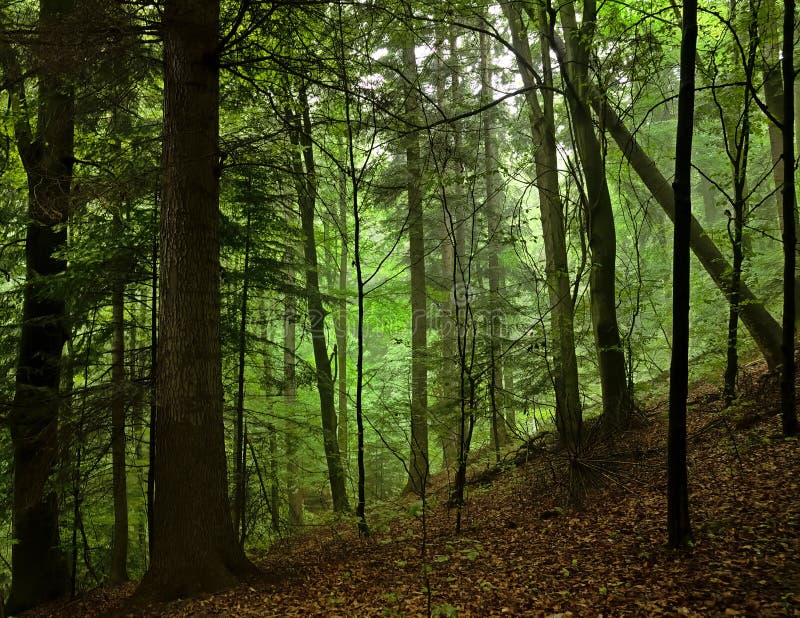 Forest green in spring. stock image. Image of deciduous - 369500855