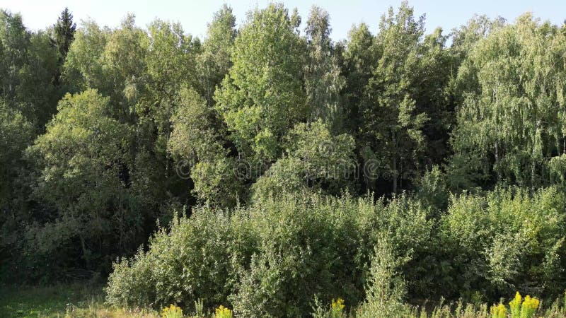 Forest, Green Trees and Bushes Growing in Wild Nature in Summer Stock ...