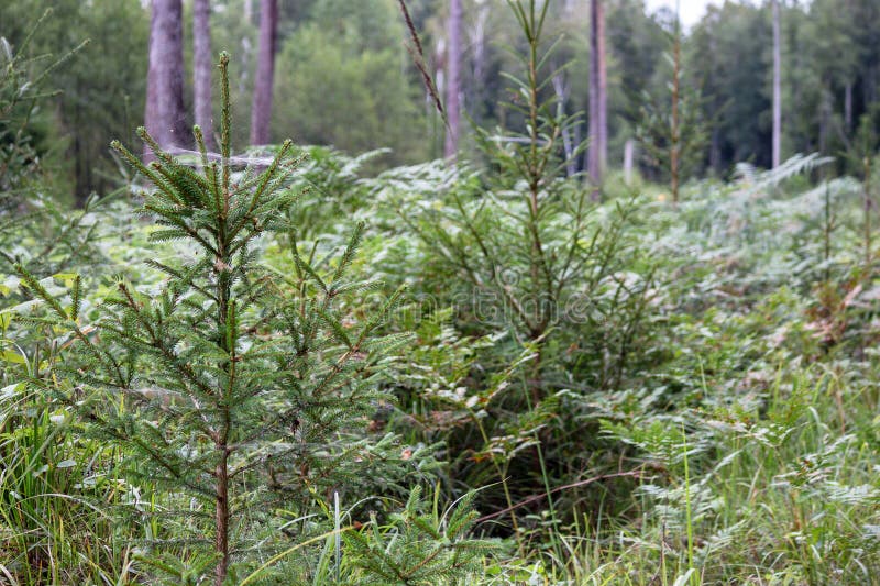A Forest of Green Trees and a Forest of Young Trees Stock Photo - Image ...