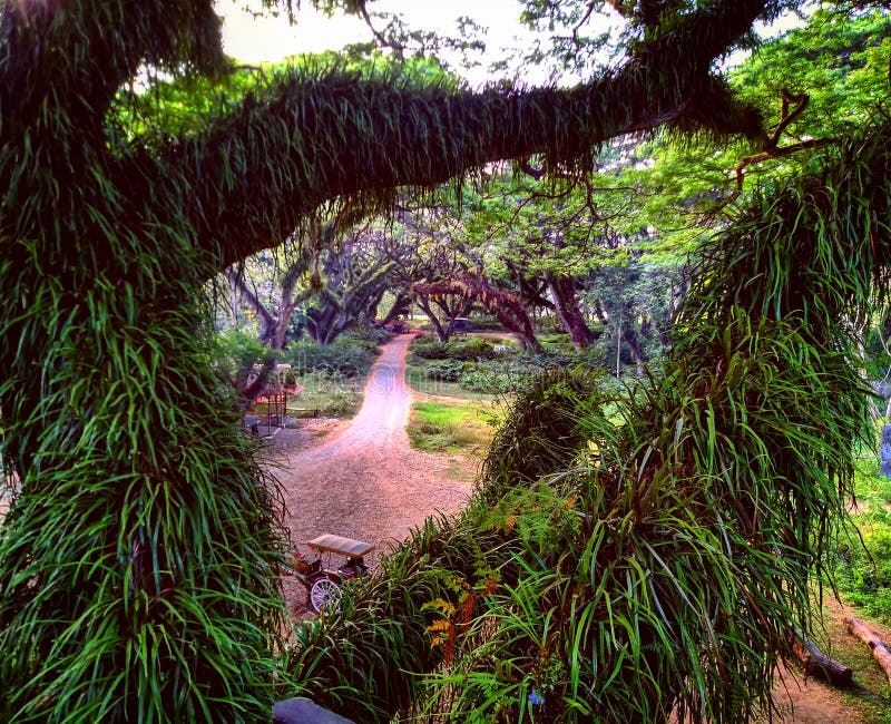 Silent Backyard and Heavy Trees Stock Photo - Image of plant, pond ...