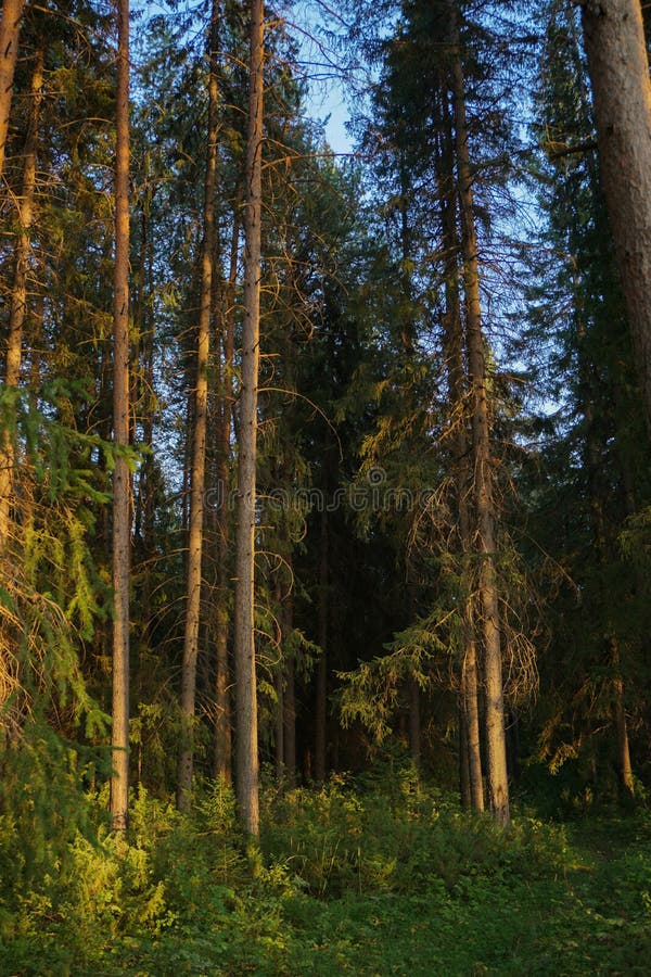 Forest Greenery in the Sun. Walk through the Forest Stock Image - Image ...