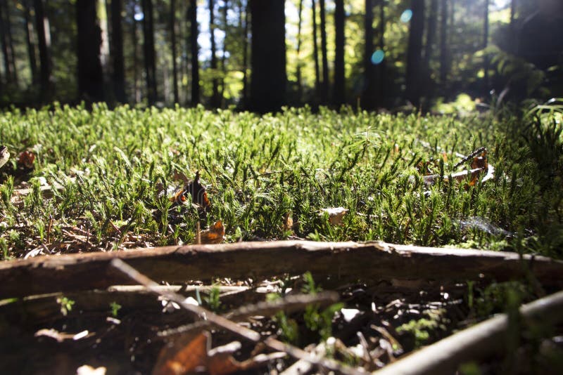 Forest Ground stock afbeelding. Image of gebladerte - 101859347