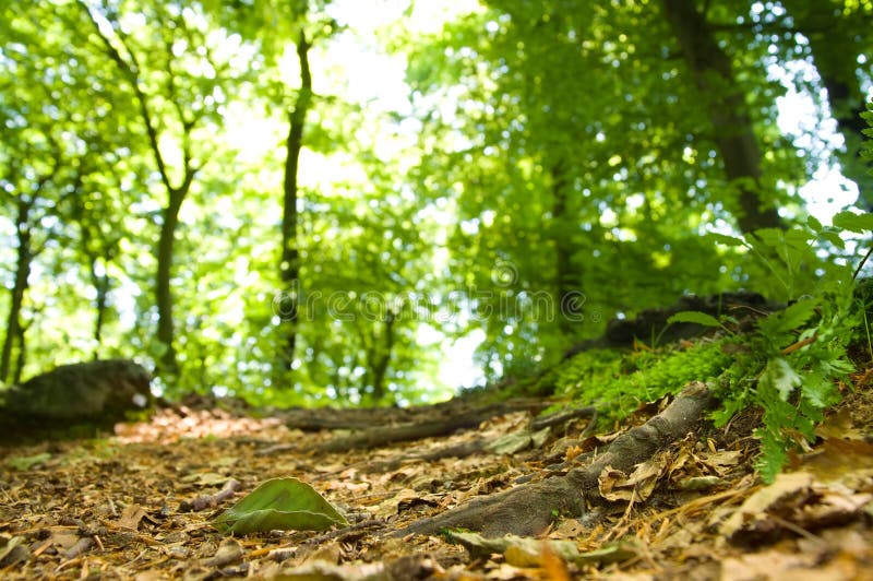 Forest ground stock image. Image of tree, ground, lush - 14979759