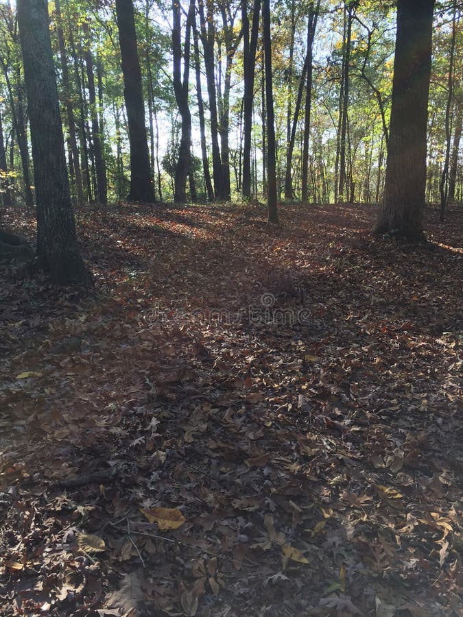 Forest ground stock image. Image of forest, woods, seasons - 62431685