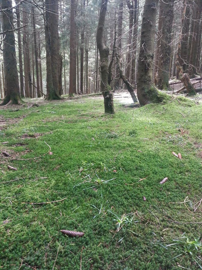 Forest ground stock photo. Image of forest, ground, beautyfull - 102303984