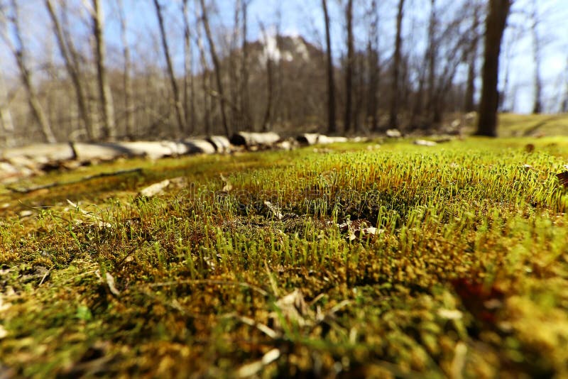 Forest ground stock image. Image of tree, ground, lush - 14979759