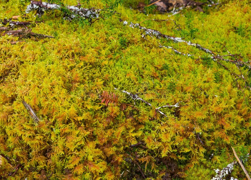 Ground Cover On Forest Floor Stock Image - Image of groundcover ...