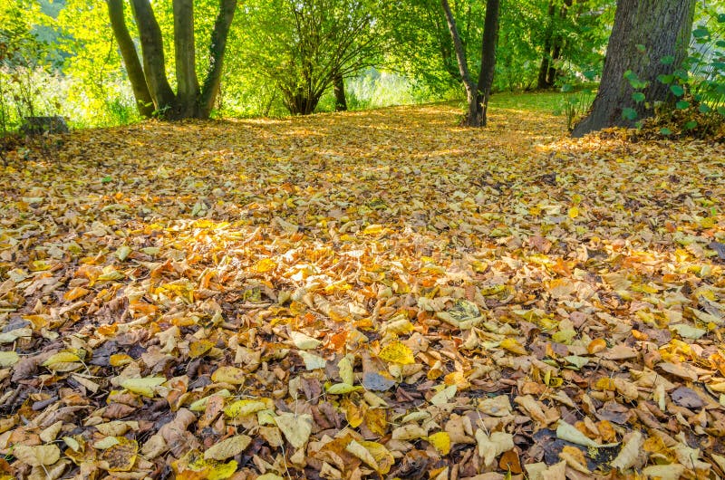 Forest Ground Covered with Autumn Leaves Stock Image - Image of idyllic ...