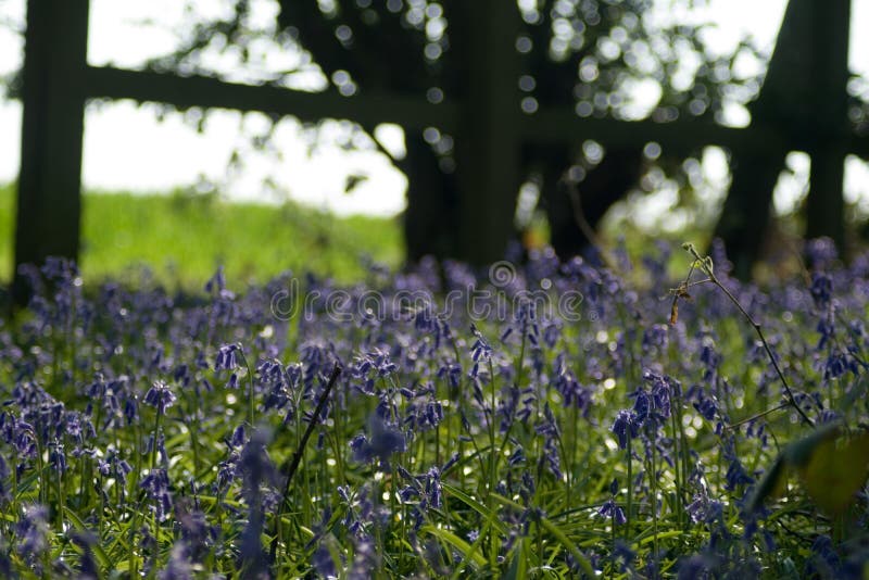 Forest Ground Covered with Bluebell Flowers in Spring Stock Image ...