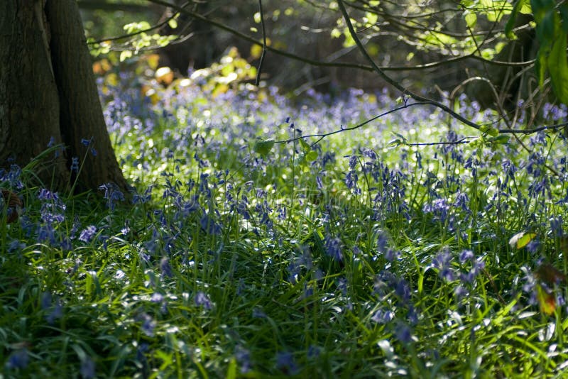 Forest Ground Covered with Bluebell Flowers in Spring Stock Image ...