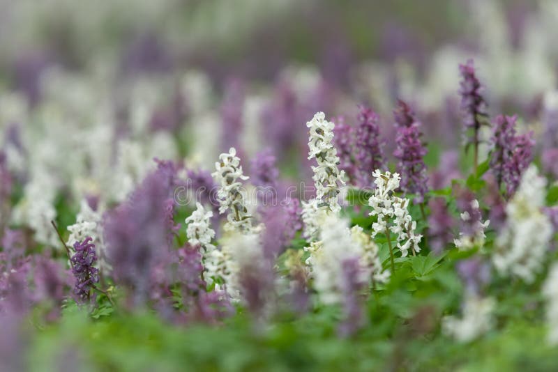 Forest Ground Covered with Corydalis Cava Flowers Stock Image - Image ...