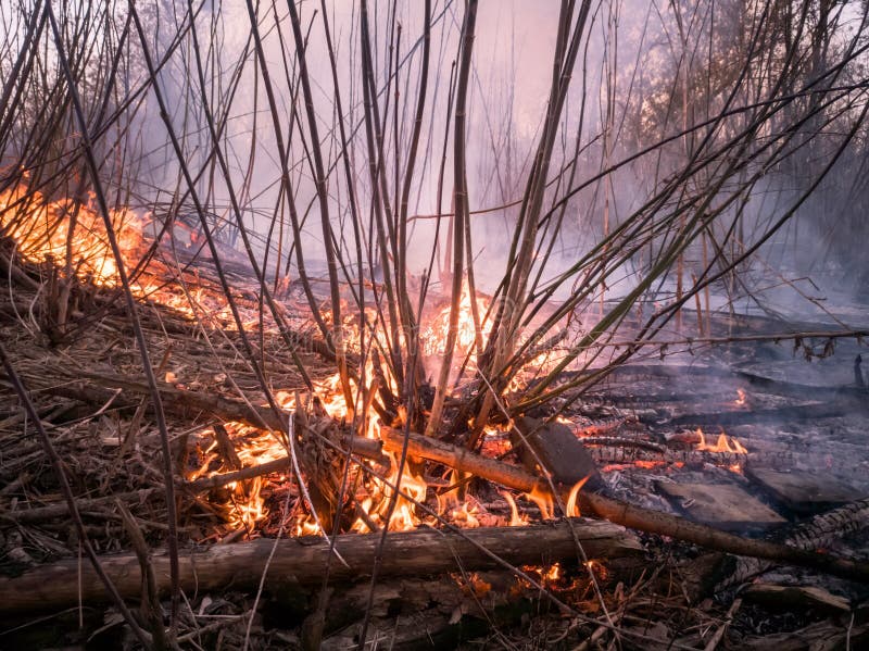 Forest ground fire stock photo. Image of emission, climate - 179894116