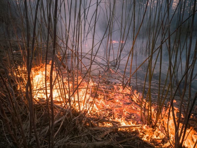 Forest ground fire stock photo. Image of environment - 179894192