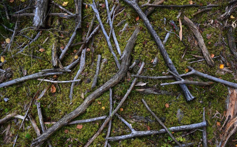 Forest Ground Floor with Moss and Sticks Stock Photo - Image of light ...