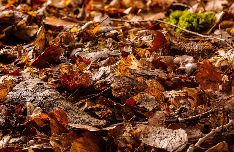 Forest Ground with Leaves, Moss and Branches Stock Photo - Image of ...