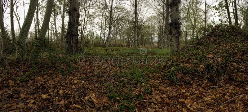 Forest at ground level stock photo. Image of border - 201942116
