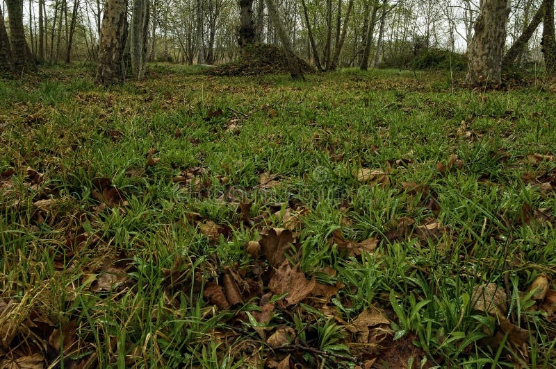 Forest at ground level stock image. Image of fall, concept - 202010385