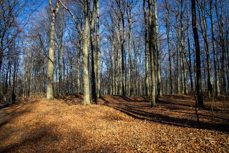Forest Ground Path with High Sunny Leafless Trees on a Sunny Day Stock ...