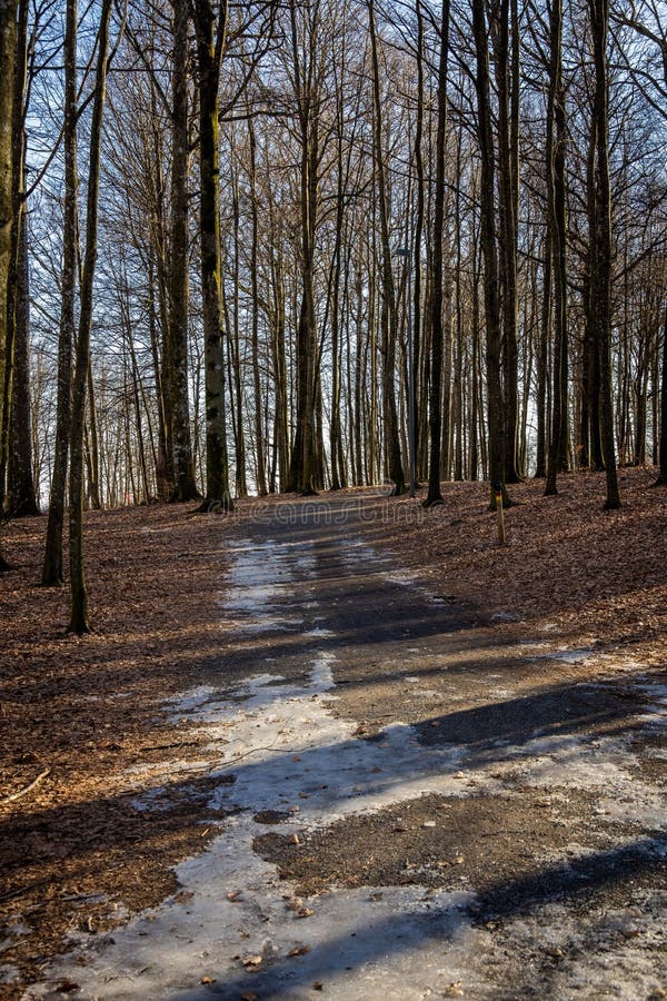 Forest Ground Path with High Sunny Leafless Trees, Vertical Shot Stock ...