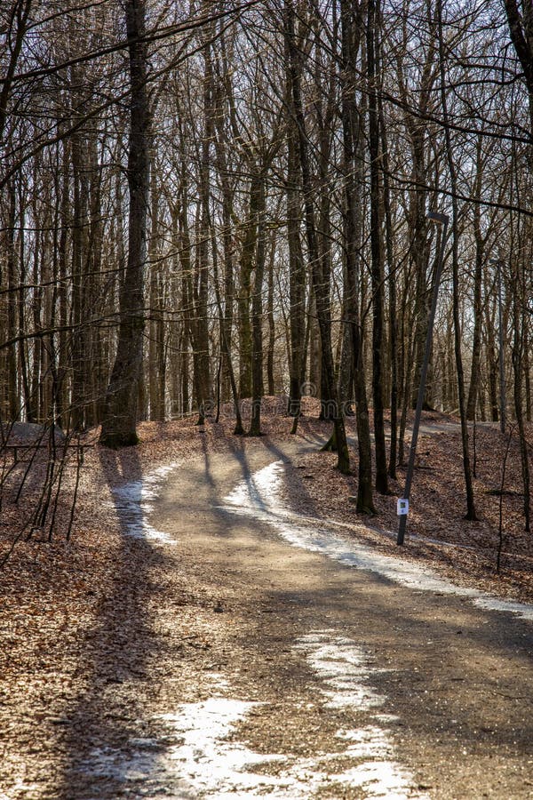 Forest Ground Path with High Sunny Leafless Trees, Vertical Shot Stock ...