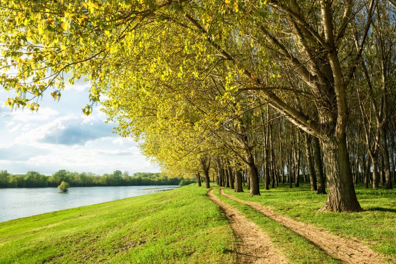 Forest and Ground Road Near River Stock Photo - Image of branches ...
