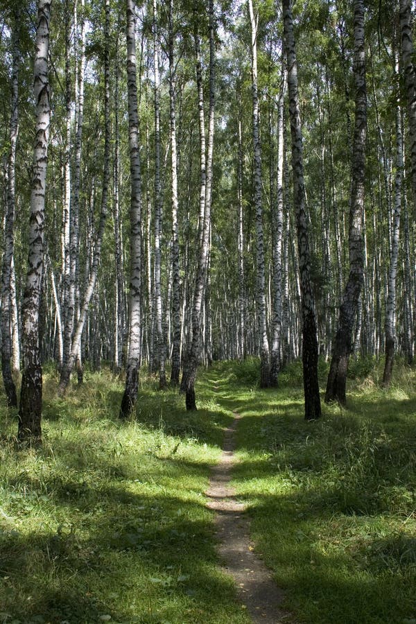 Forest, a grove, stock image. Image of grove, beauty - 12646709