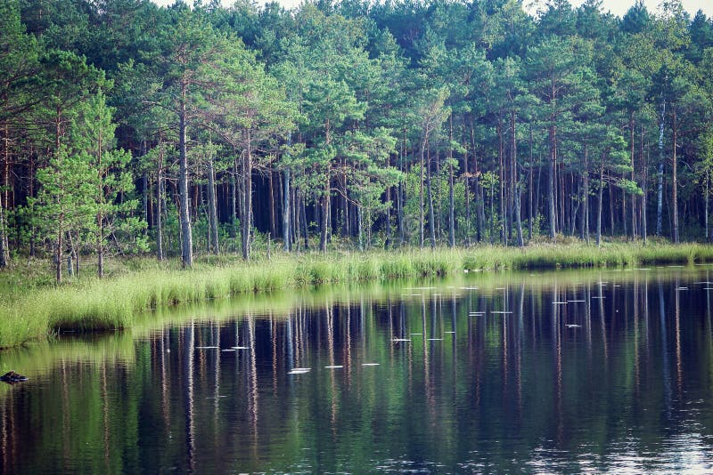 Forest Growing Along the Lake Bank with Clear Water with Reflections ...