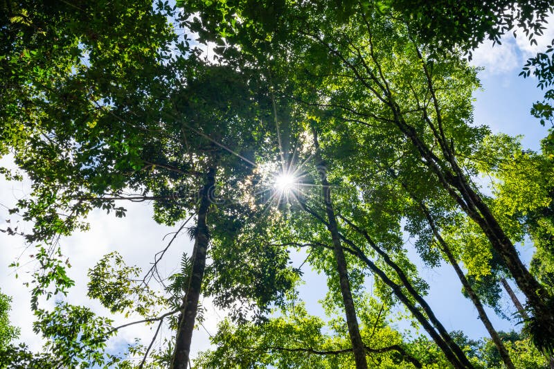 Forest Growth Trees,Bottom View Trees Branches Frame Beautiful Green ...