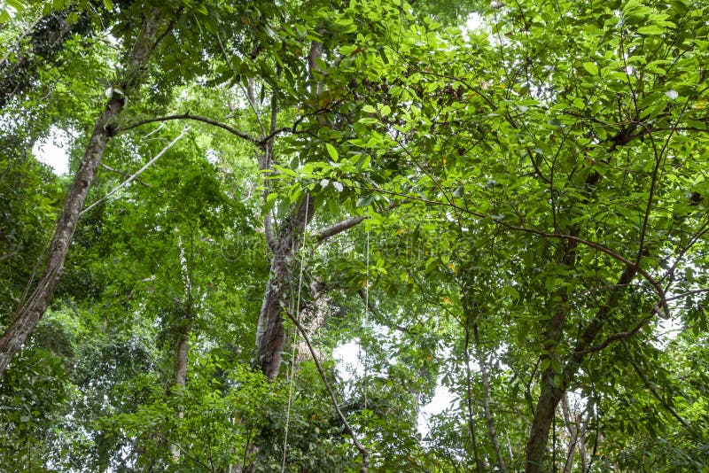 Forest New Growth stock photo. Image of growth, arson - 31418290