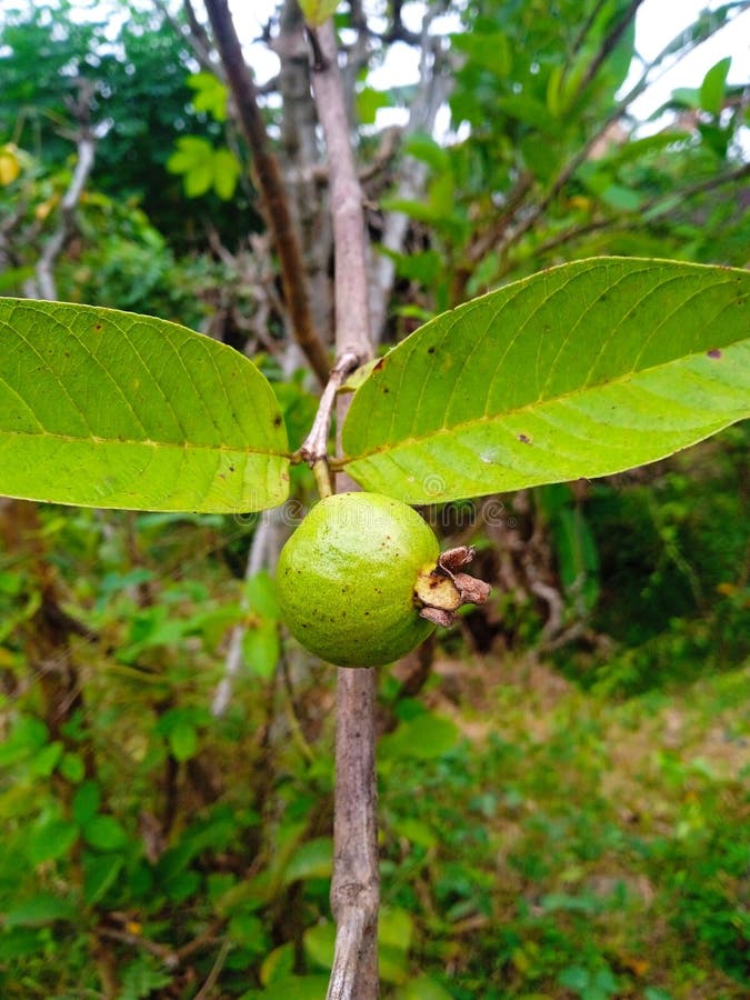 This Forest Guava Tree only Grows One Fruit Stock Photo - Image of ...