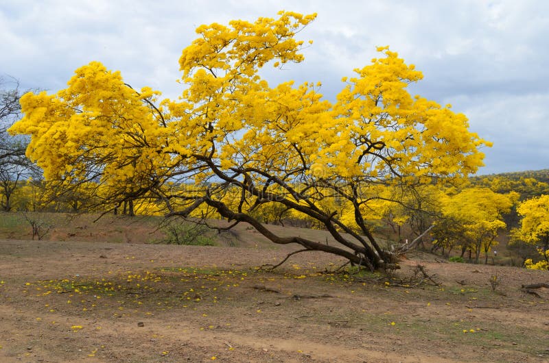 Yellow Guayacan Tree stock image. Image of colombia, trees - 37877795