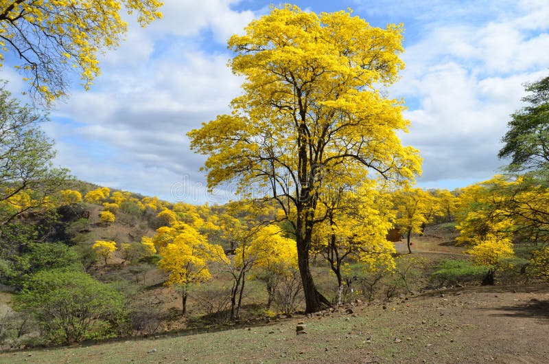 Yellow Guayacan Tree stock image. Image of colombia, trees - 37877795