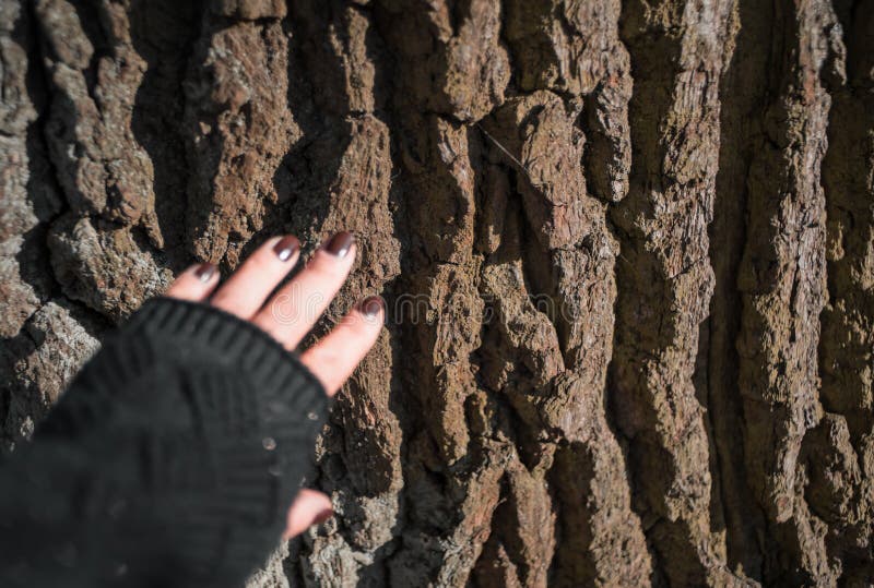 Tree Bark Texture Hand Sunlight Cold Stock Image - Image of closeup ...