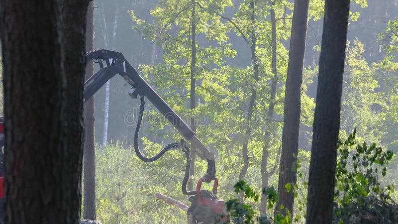 Forest Harvester in the Dense Forest, the Work of the Machine for ...