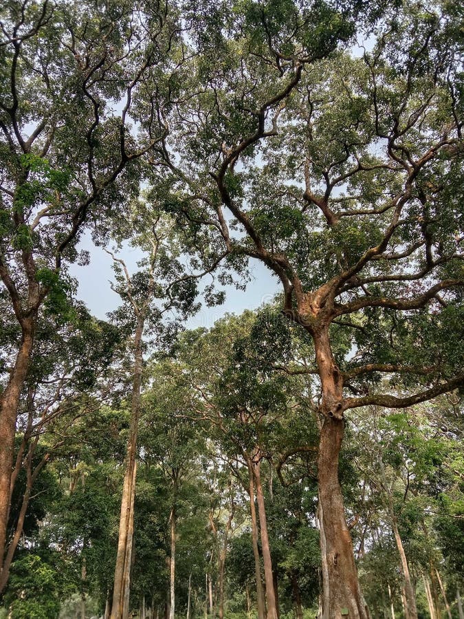 A Forest that Has Large and Sturdy Trees Stock Image - Image of grove ...