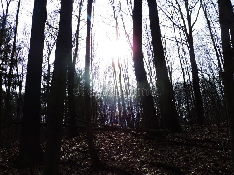 Forest stock photo. Image of tree, haunting, beautiful - 92736132