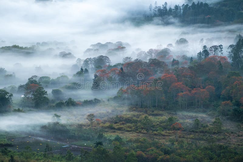 Forest in the haze stock photo. Image of outdoor, green - 90061304