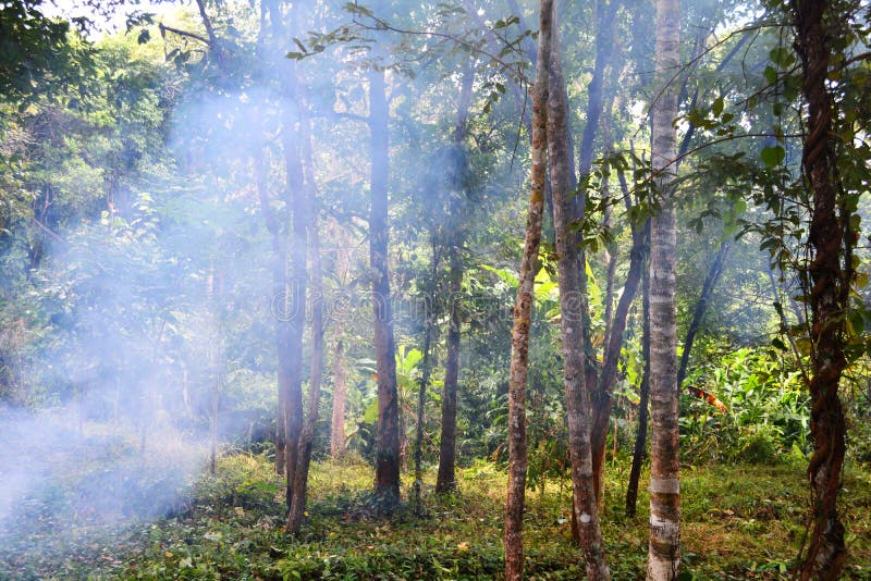 Forest haze stock photo. Image of weather, misty, branch - 2326092