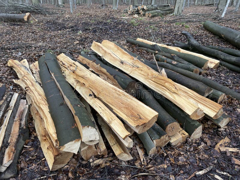 Felled Tree Trunks and Branches Stock Image - Image of wood, timber ...
