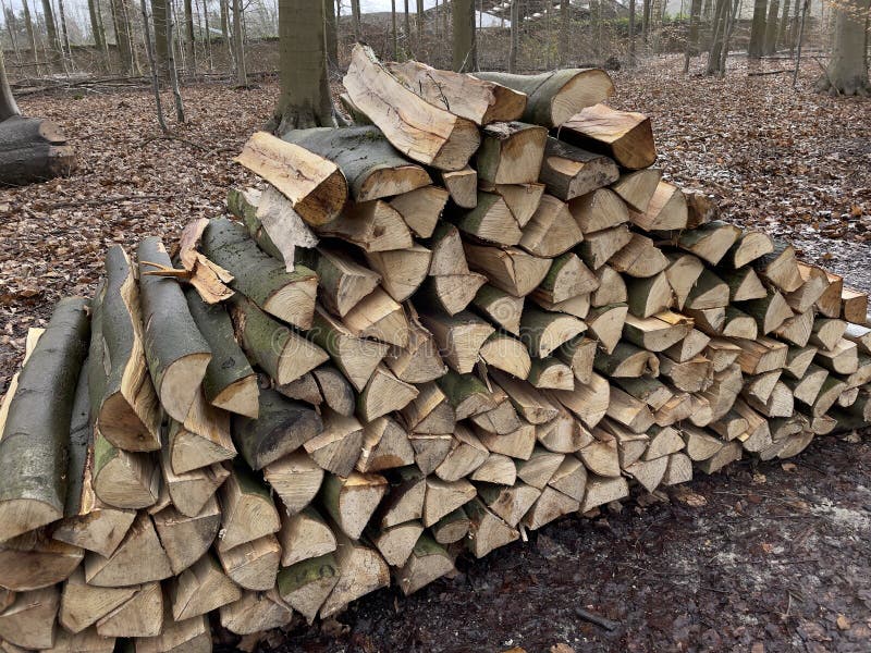 Felled Tree Trunks and Branches Stock Image - Image of stump, sawed ...