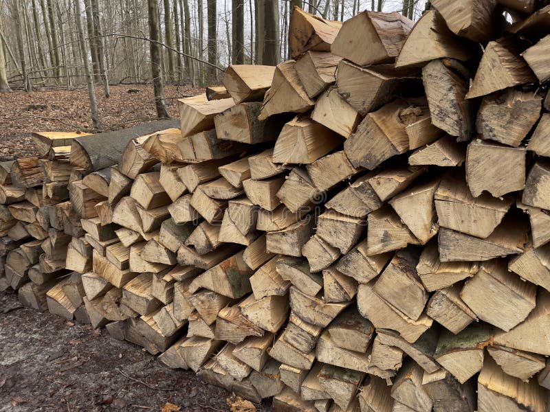 Felled Tree Trunks and Branches Stock Image - Image of firewood ...
