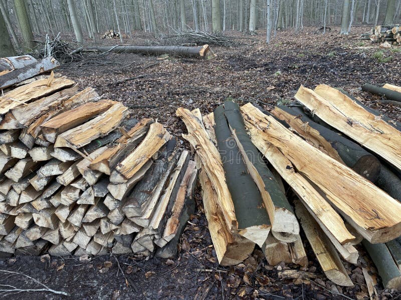 Felled Tree Trunks and Branches Stock Photo - Image of felled, timber ...