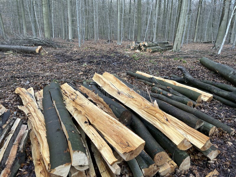 Heap of Felled Tree Trunks and Branches Stock Photo - Image of ...