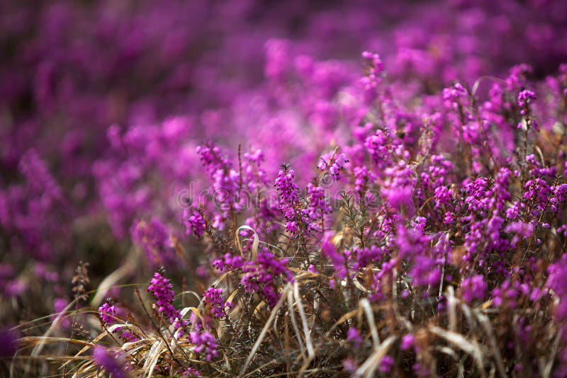 New Forest Heather stock photo. Image of ibsley, silver - 33791024